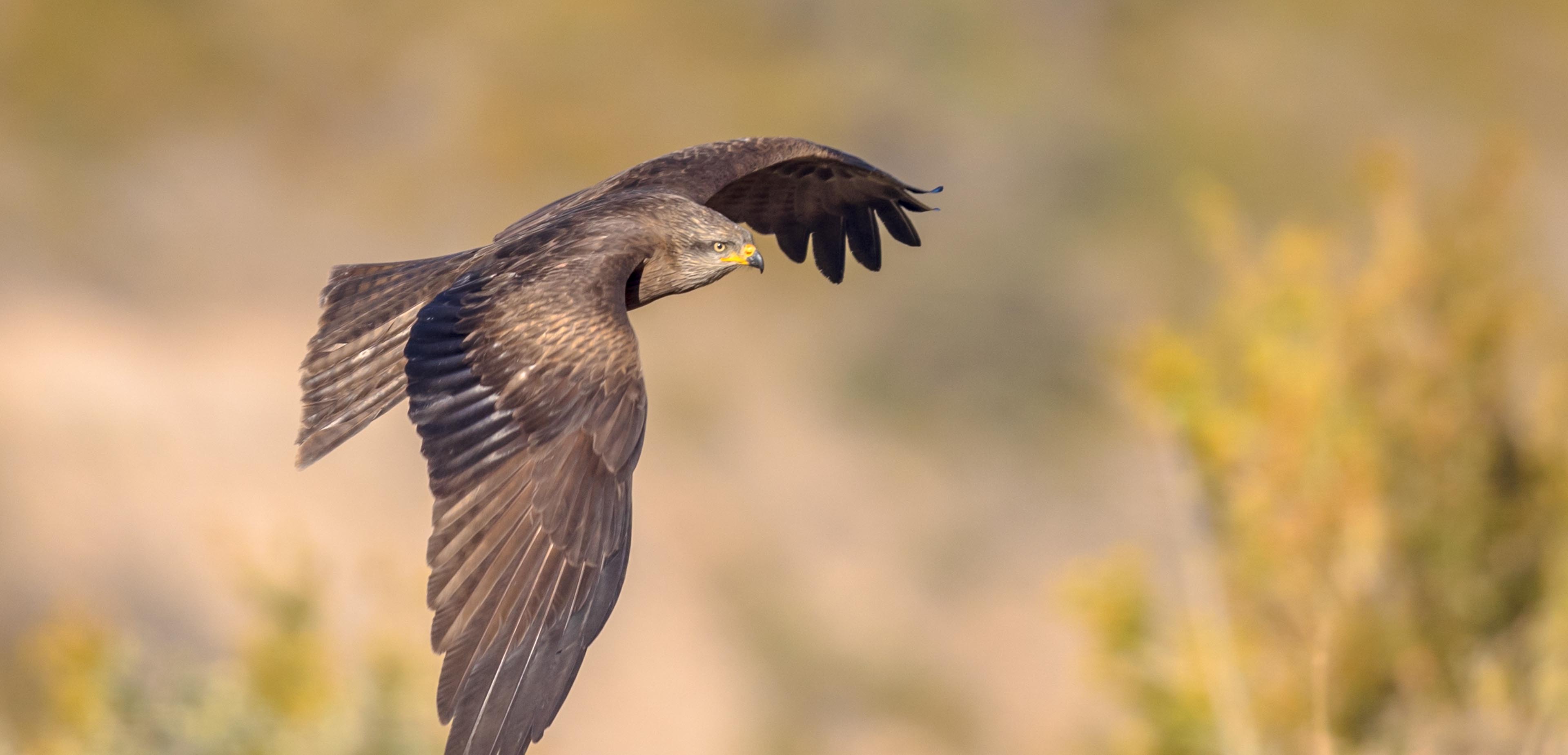 Some Birds Sleep During Flight | Swire Properties