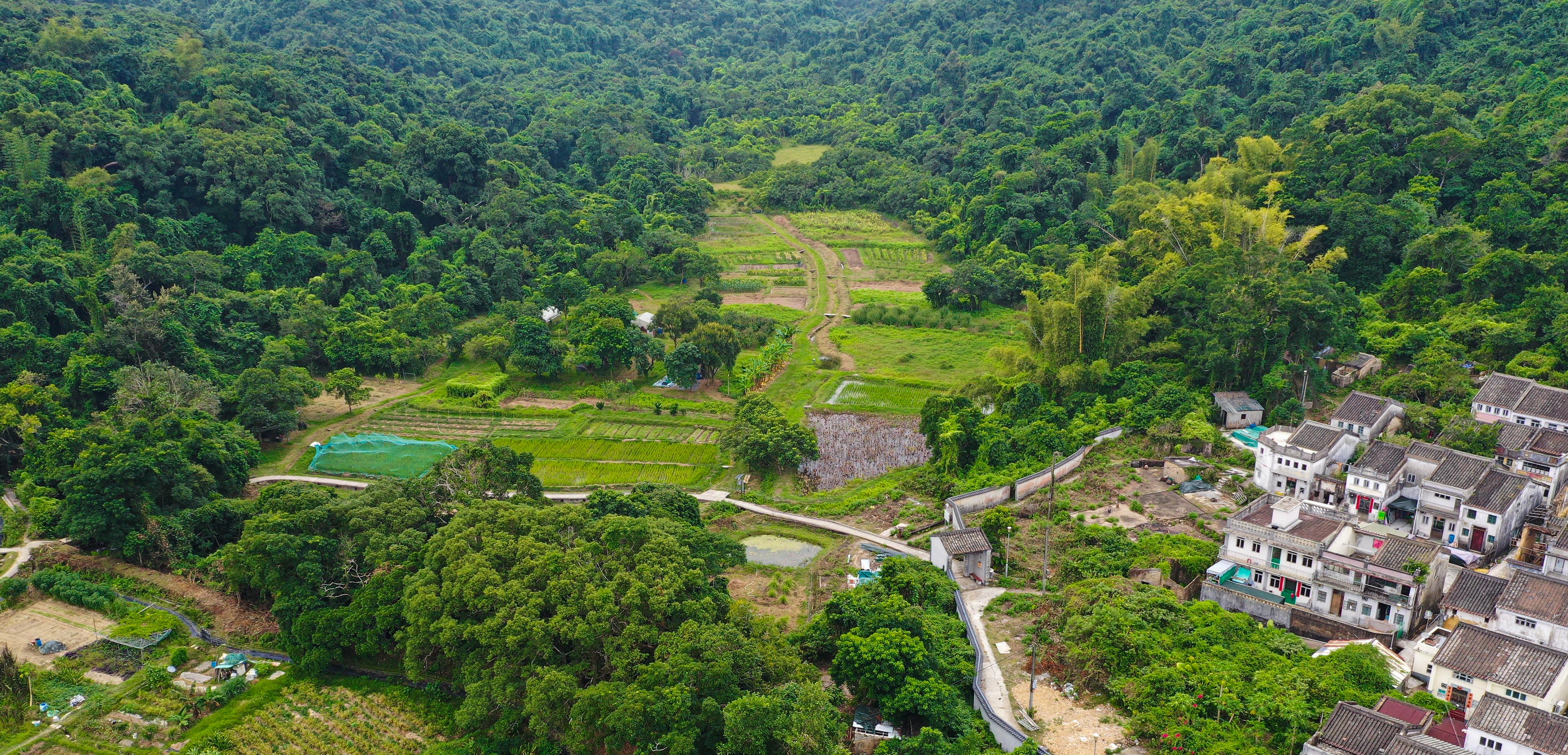 Feng Shui Woodland