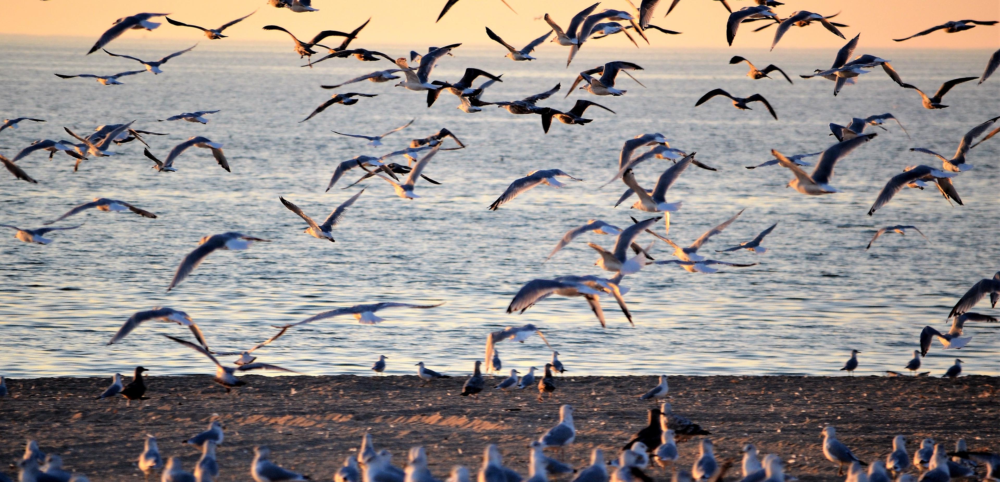 Climate Change is Actually Shrinking Birds | Swire Properties