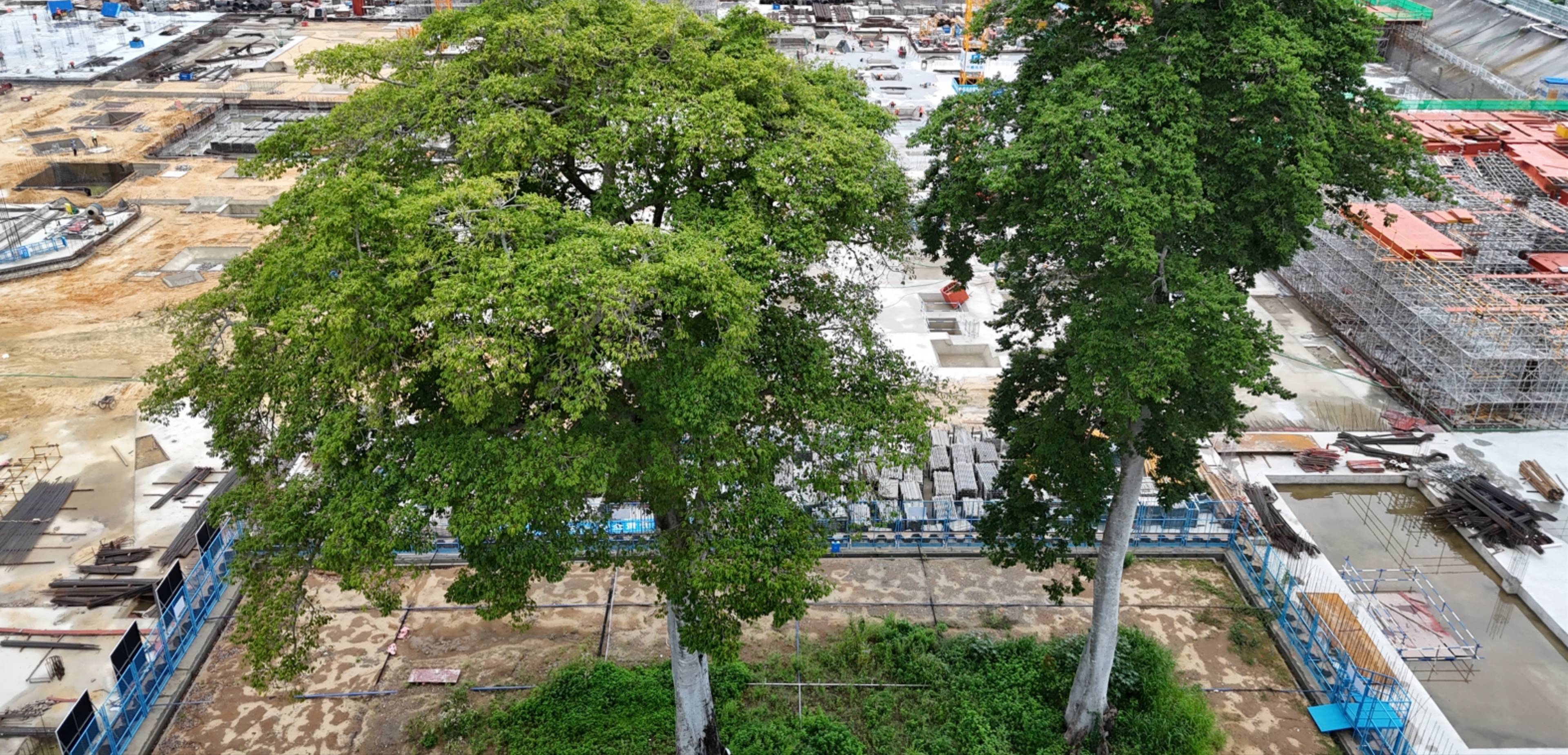 Preserving Nature’s Legacy in Sanya | Swire Properties