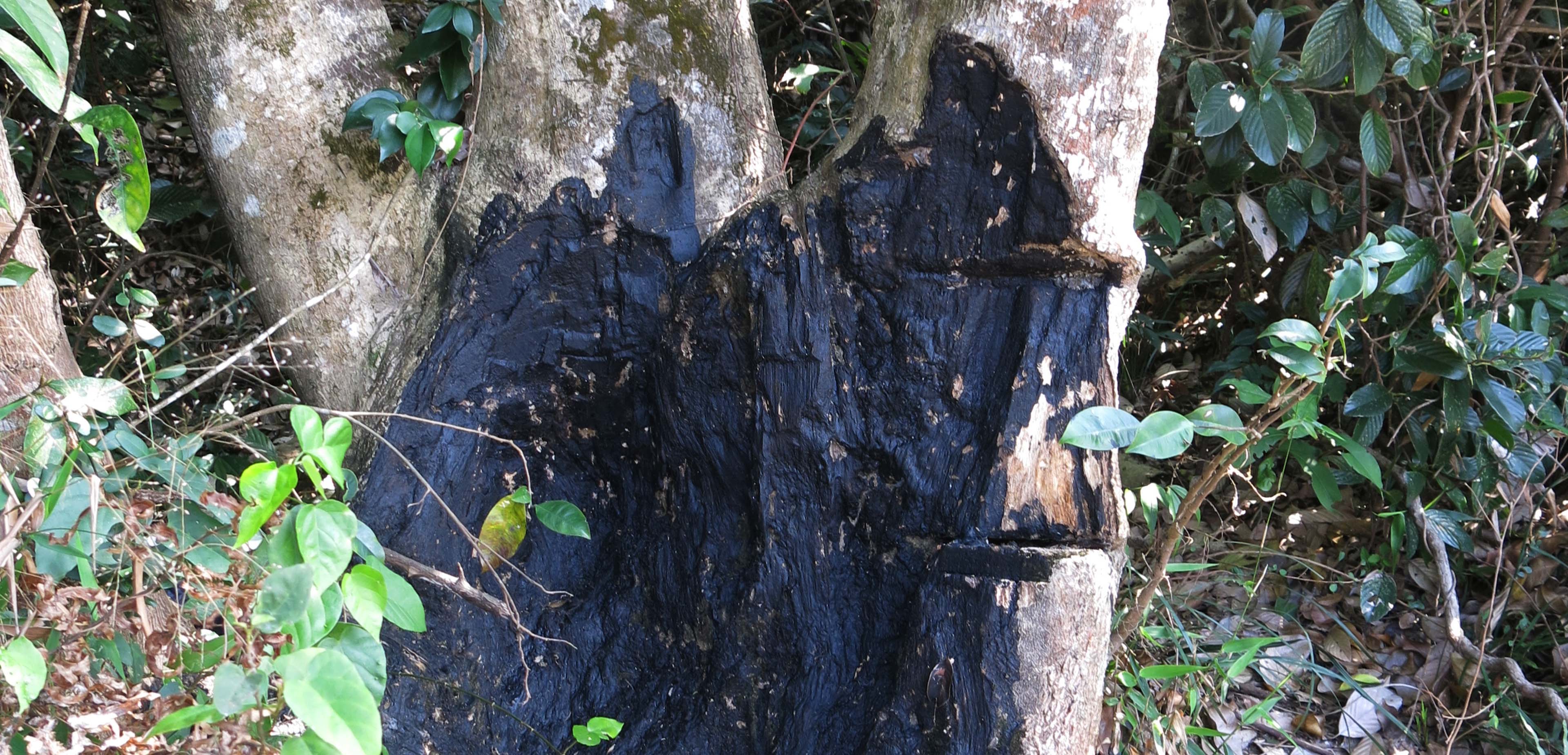 Incense Tree | Swire Properties