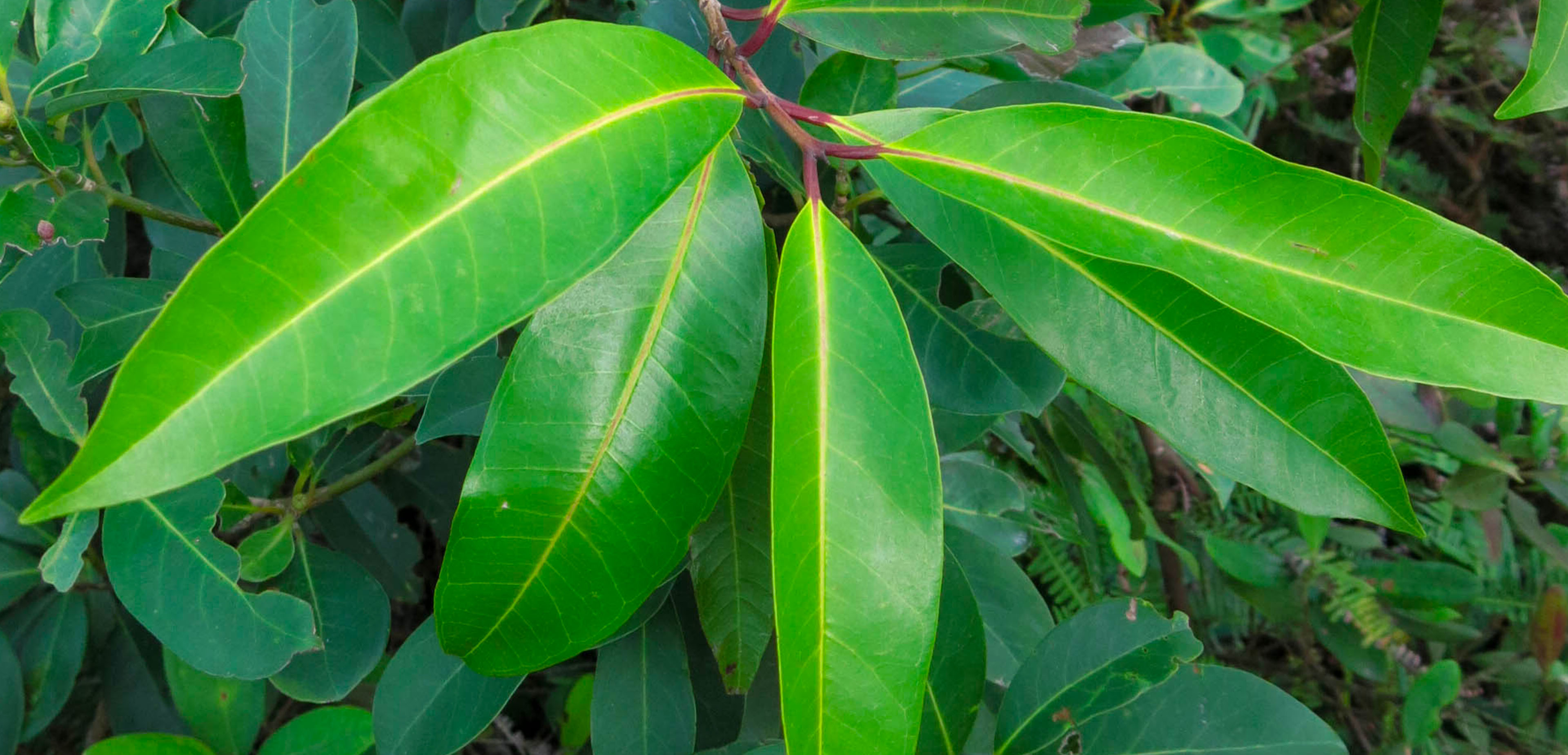 Lidded Cleistocalyx | Swire Properties