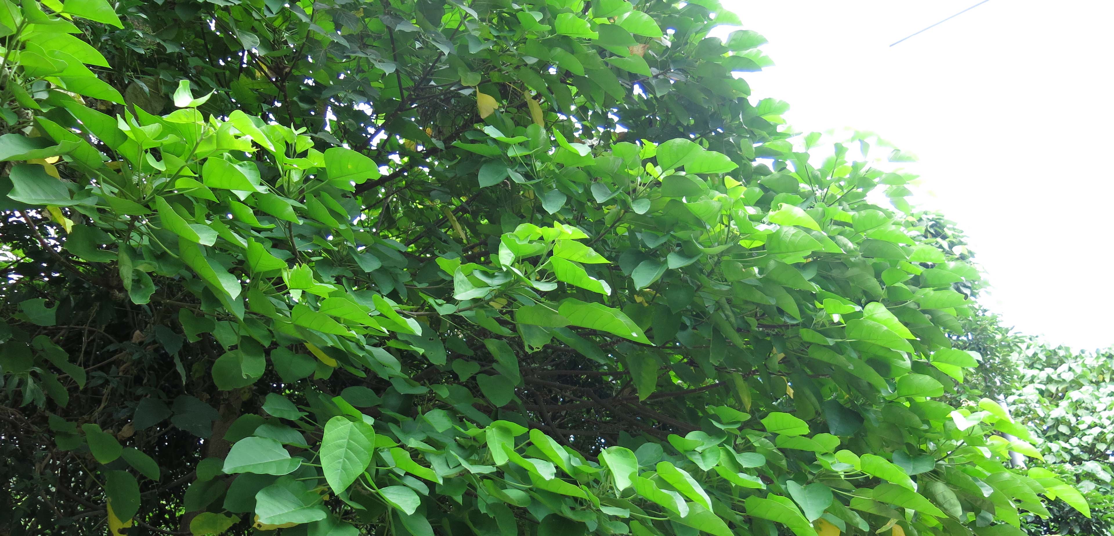 Endospermum | Swire Properties