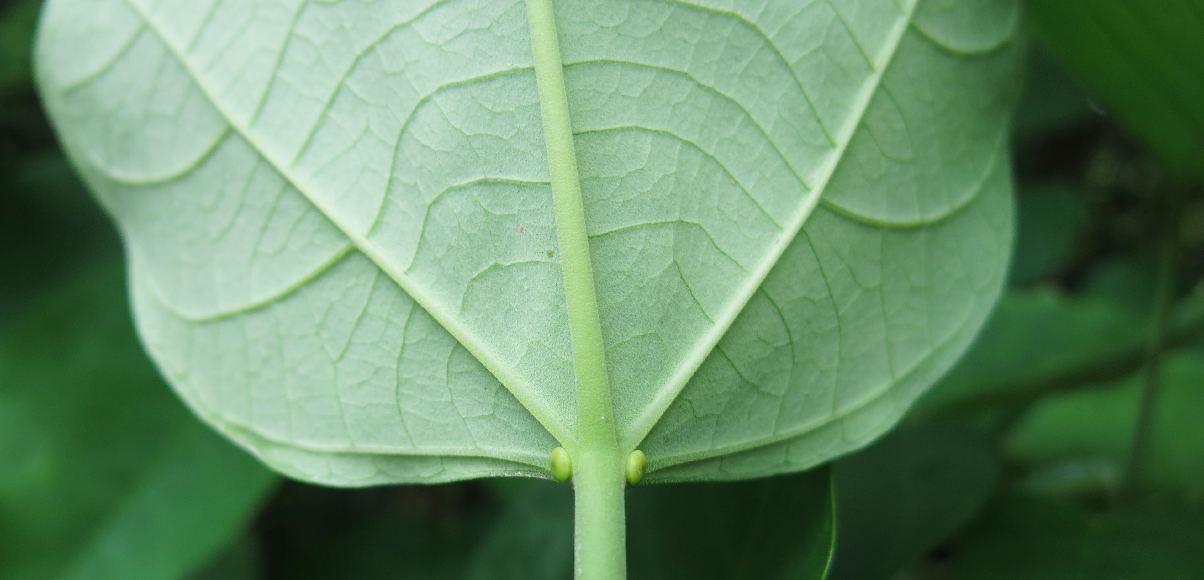 Endospermum | Swire Properties