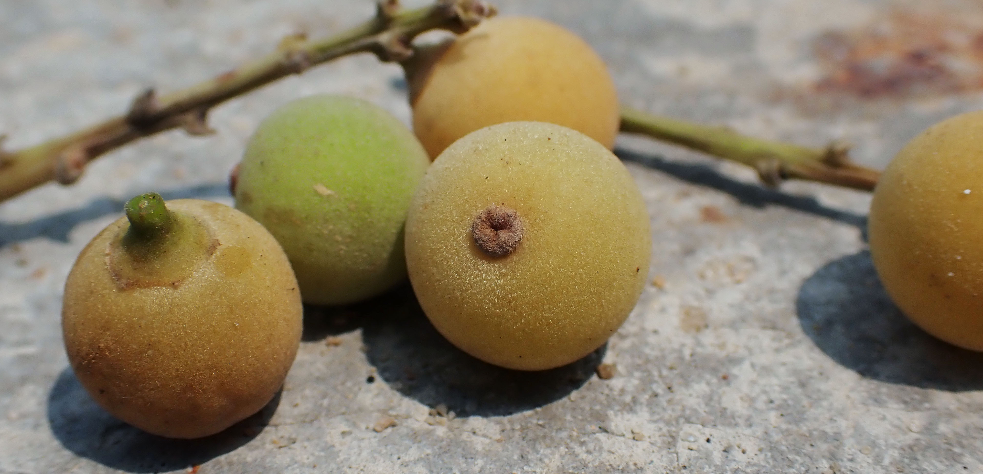 Endospermum | Swire Properties