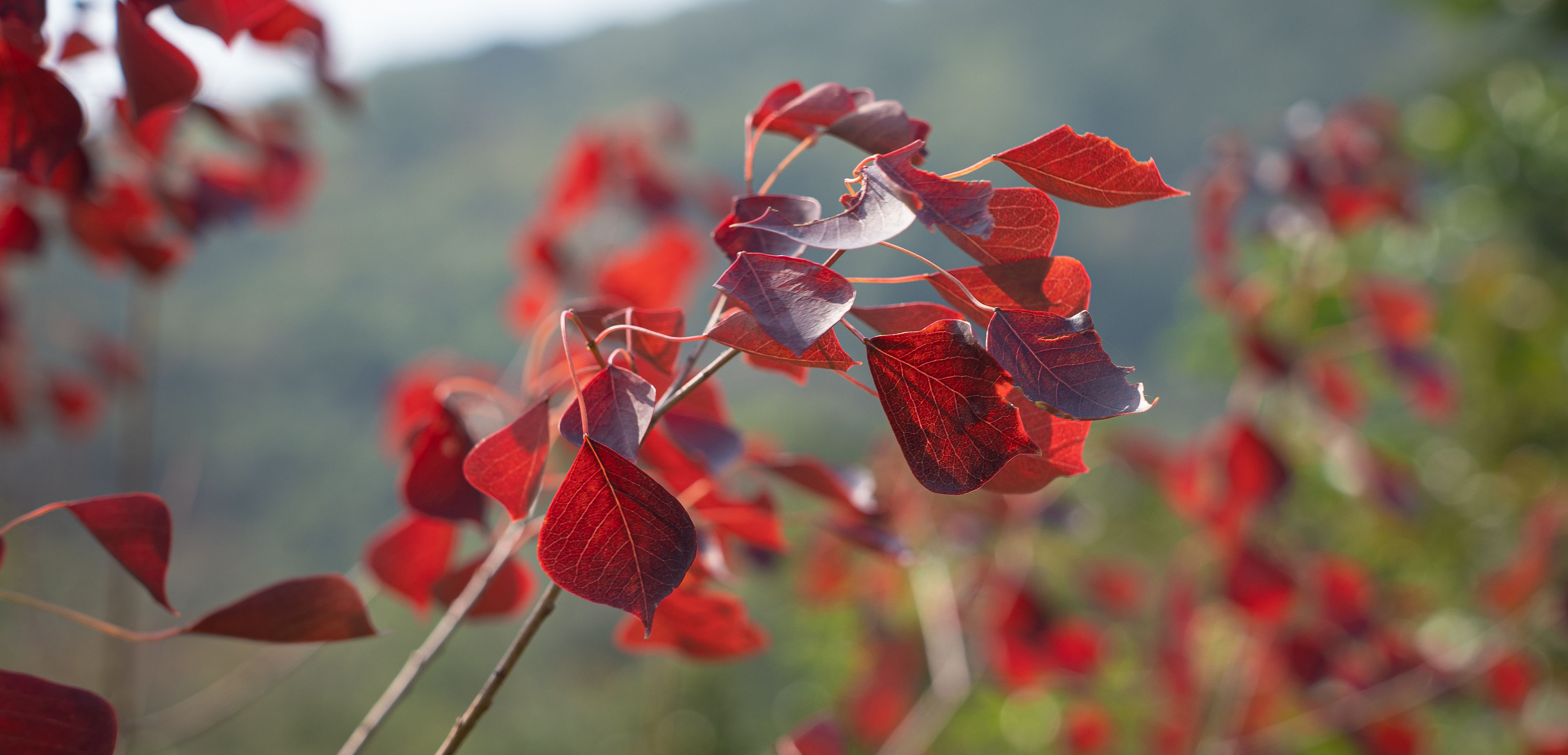 Chinese Tallow Tree | Swire Properties