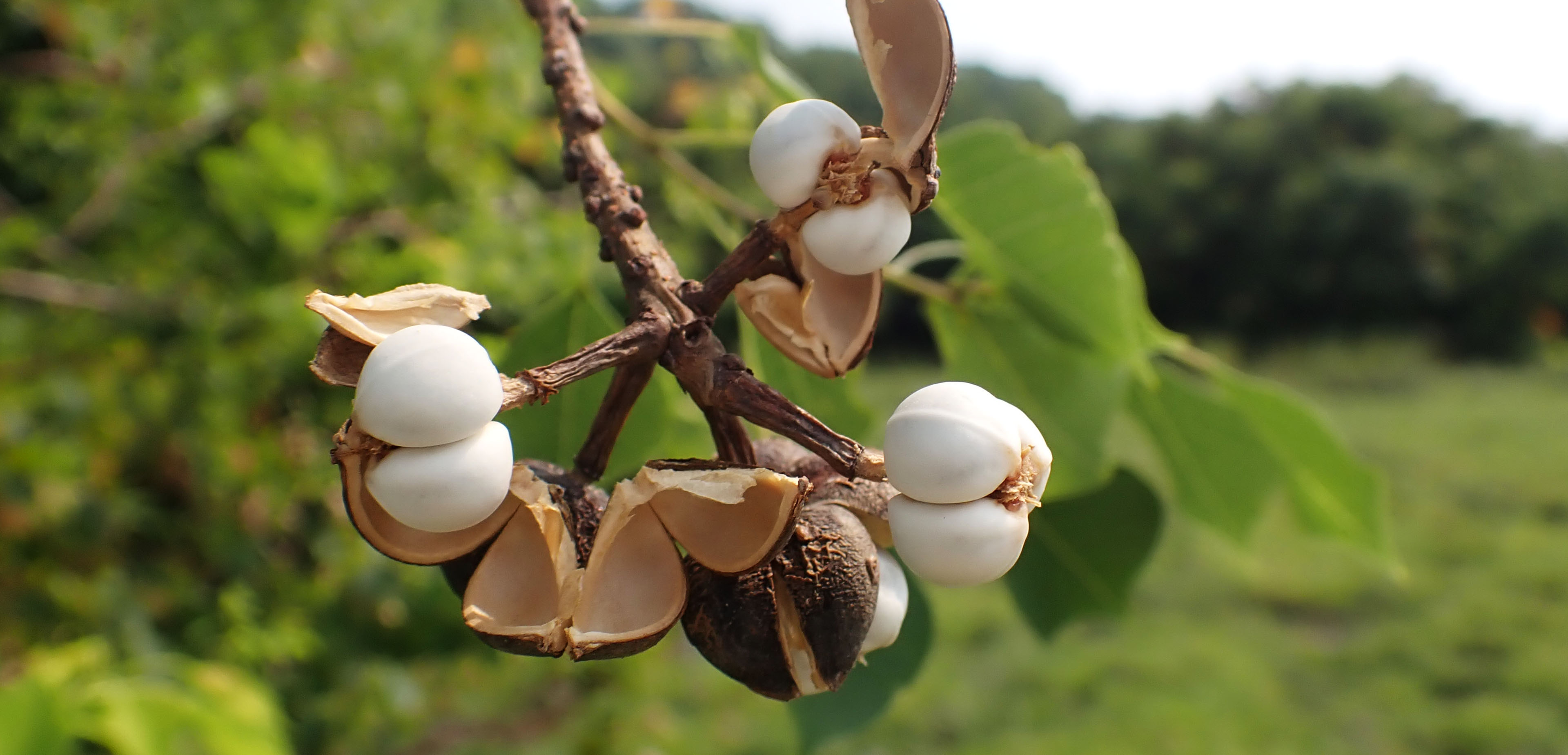 Chinese Tallow Tree | Swire Properties