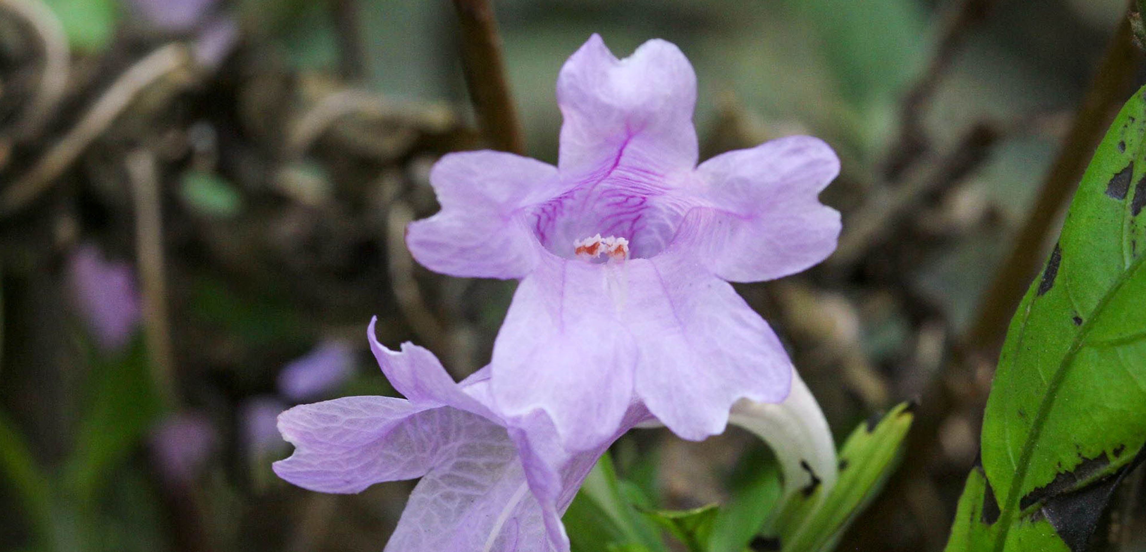 Assam Indigo | Swire Properties