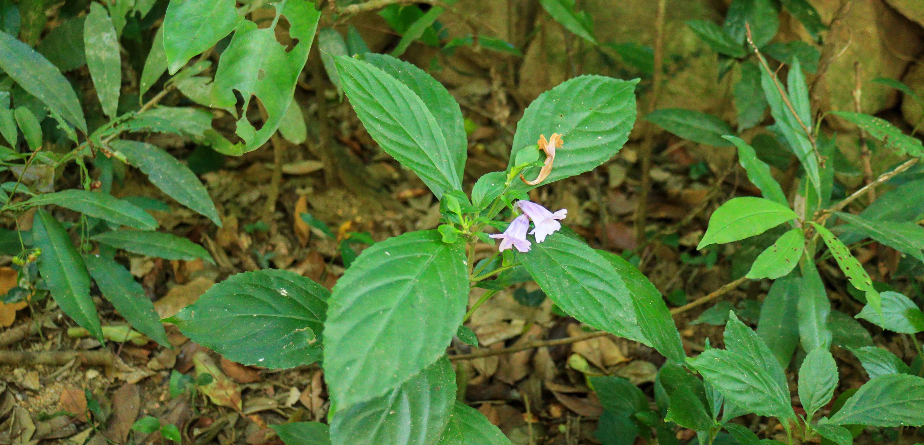 Assam Indigo | Swire Properties