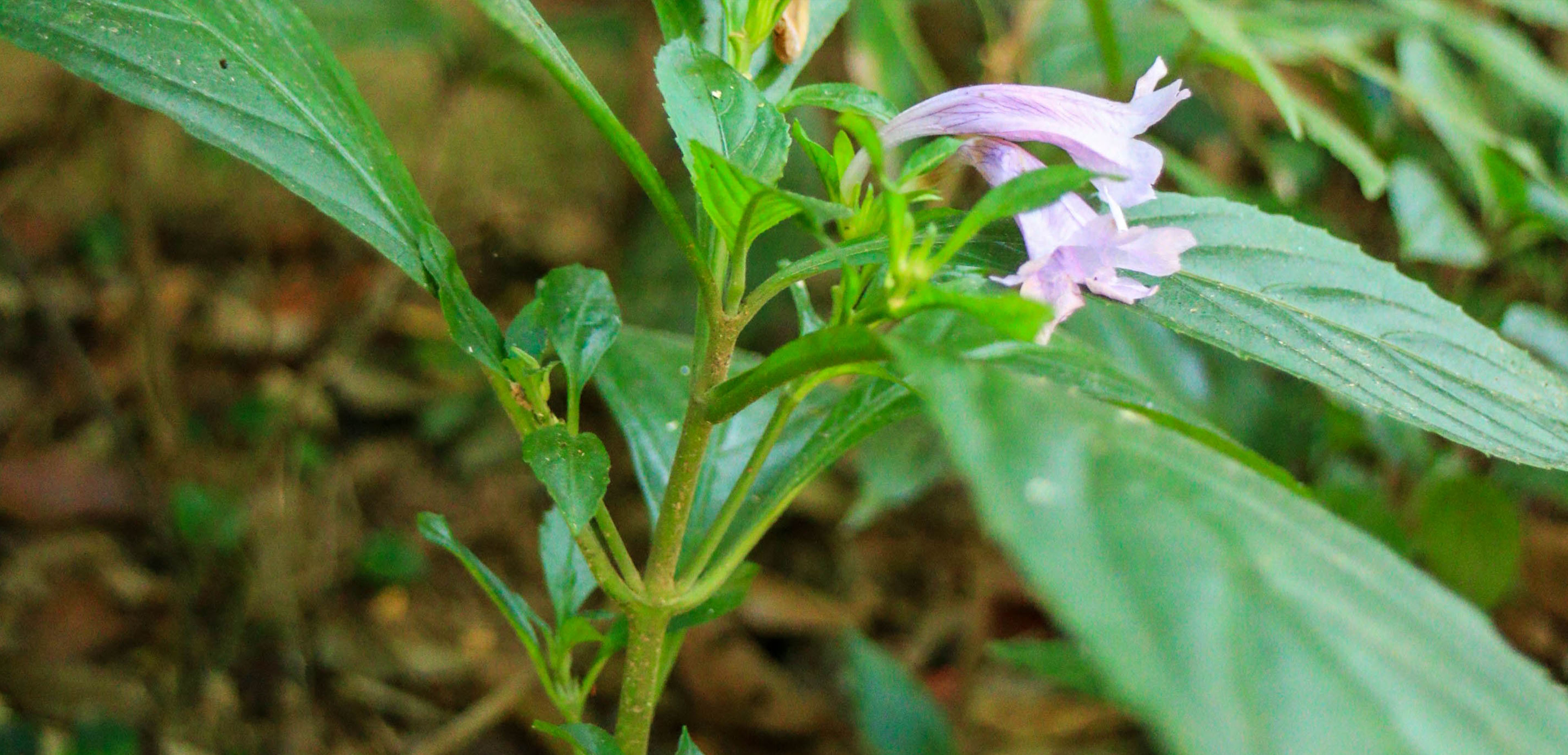 Assam Indigo | Swire Properties