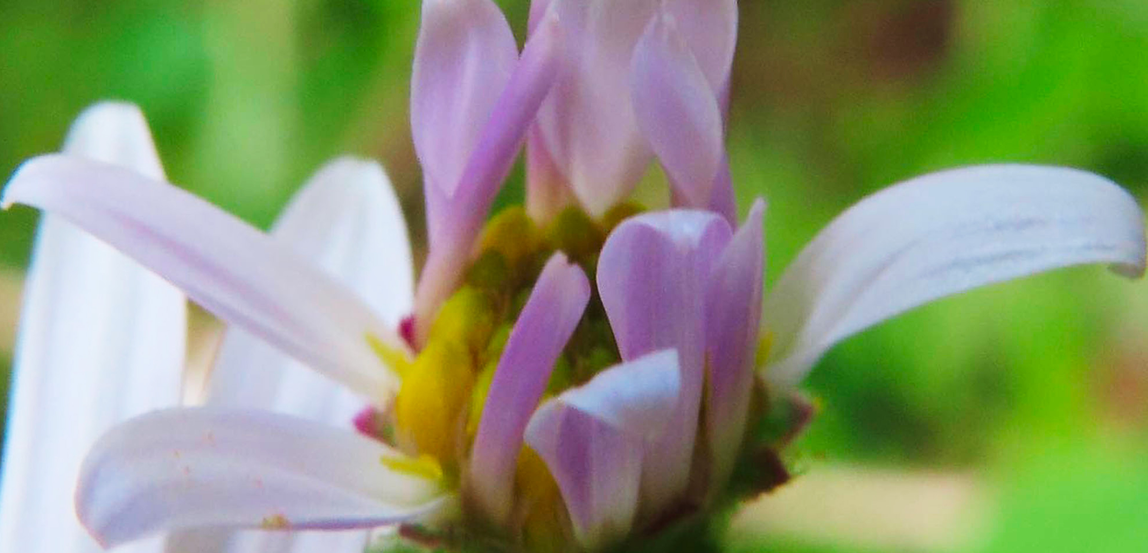 Indian Aster | Swire Properties