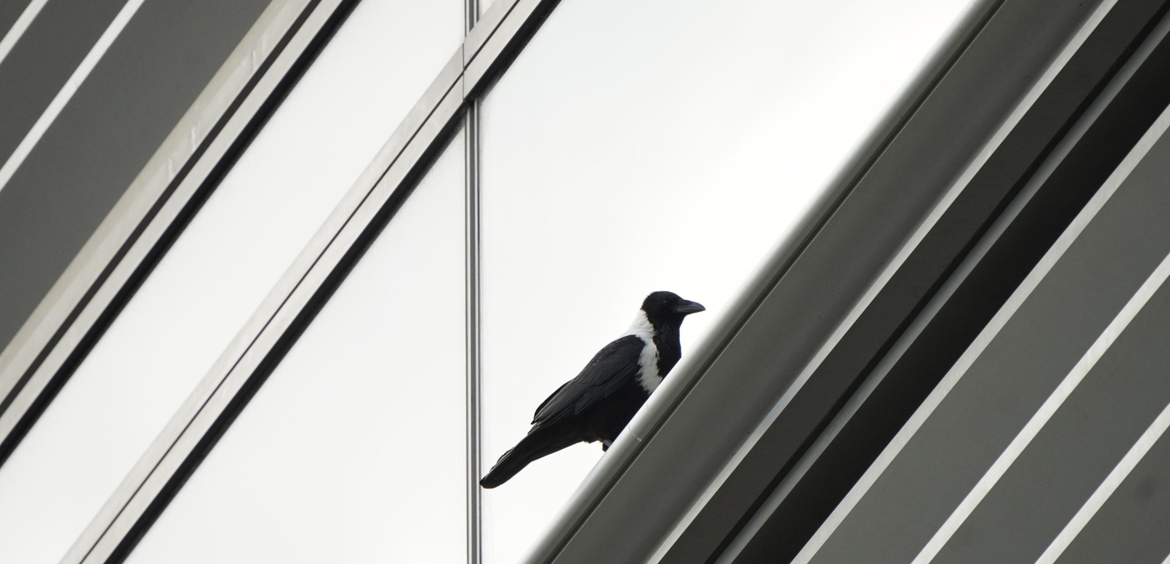 Collared Crow | Swire Properties