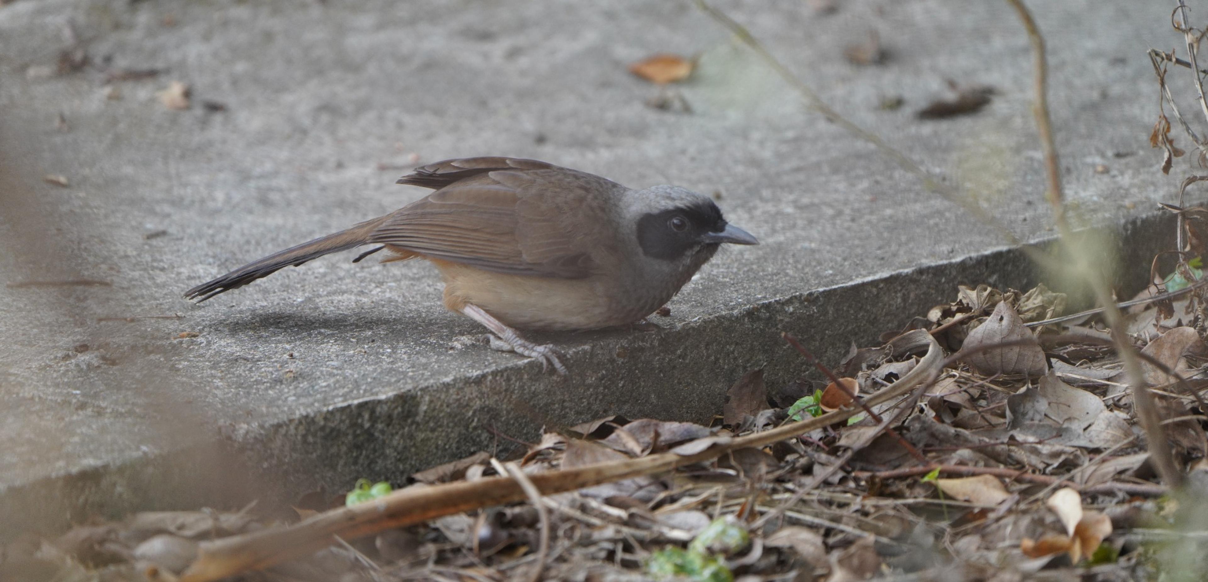 Masked Laughingthrush | Swire Properties