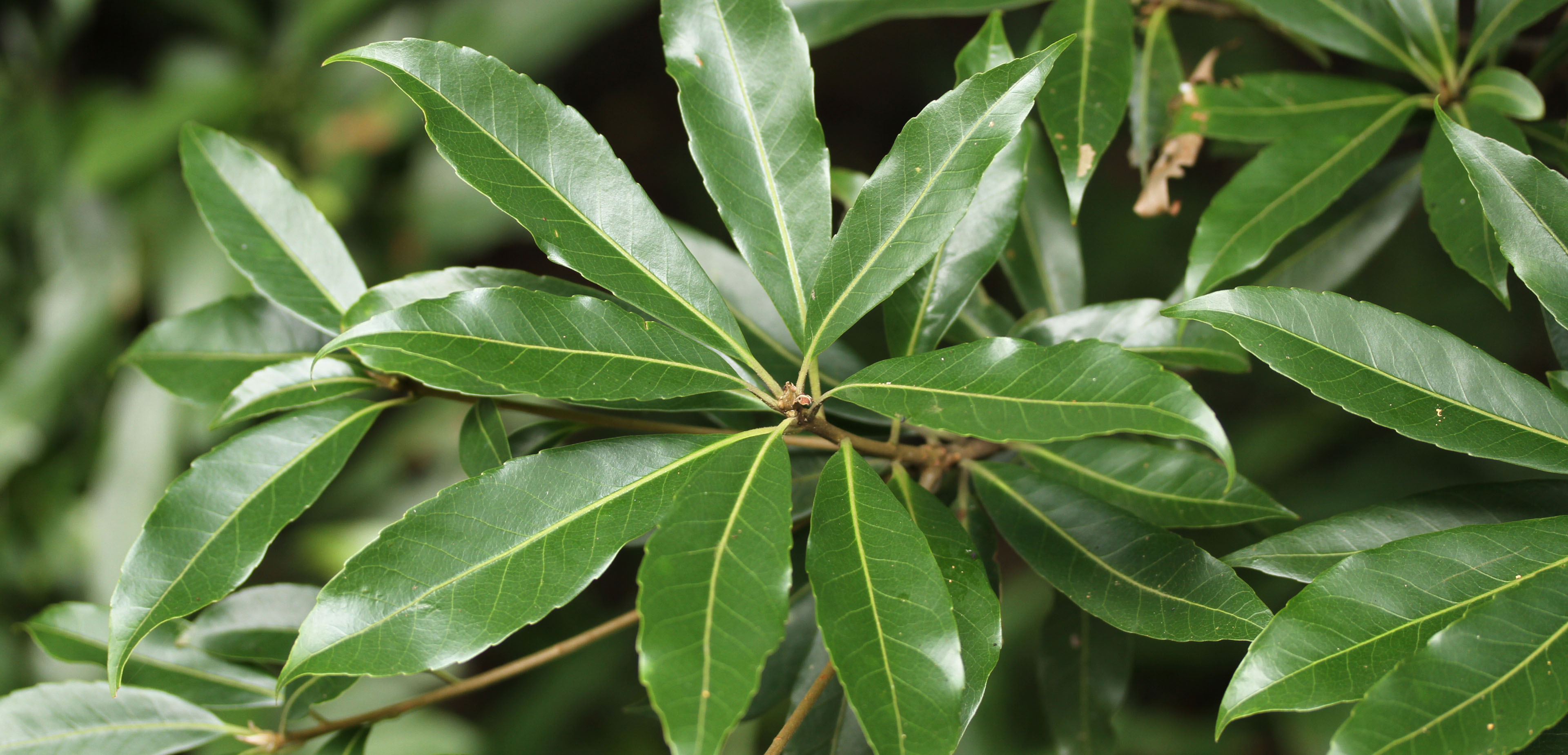 Chinese Gugertree | Swire Properties