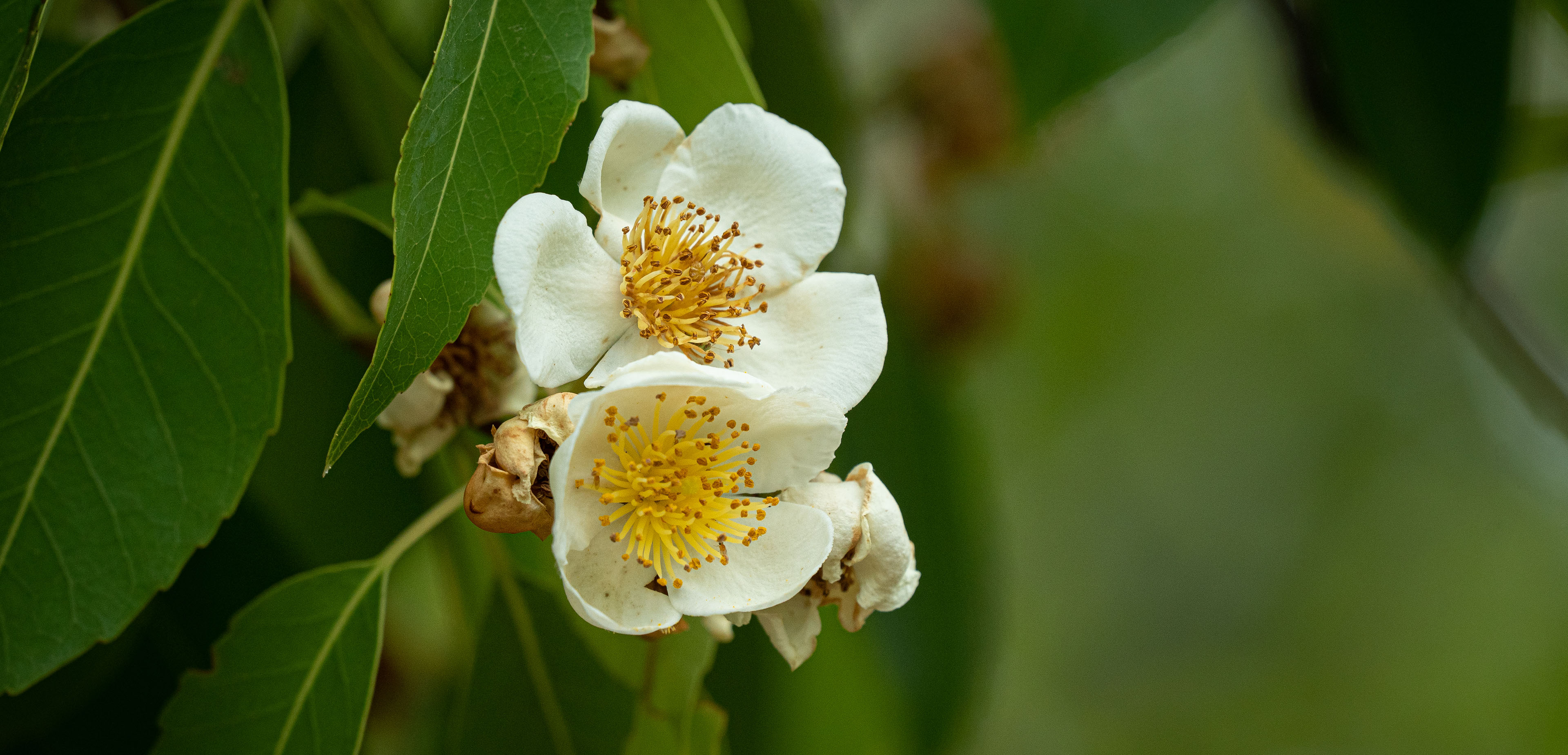 Chinese Gugertree | Swire Properties