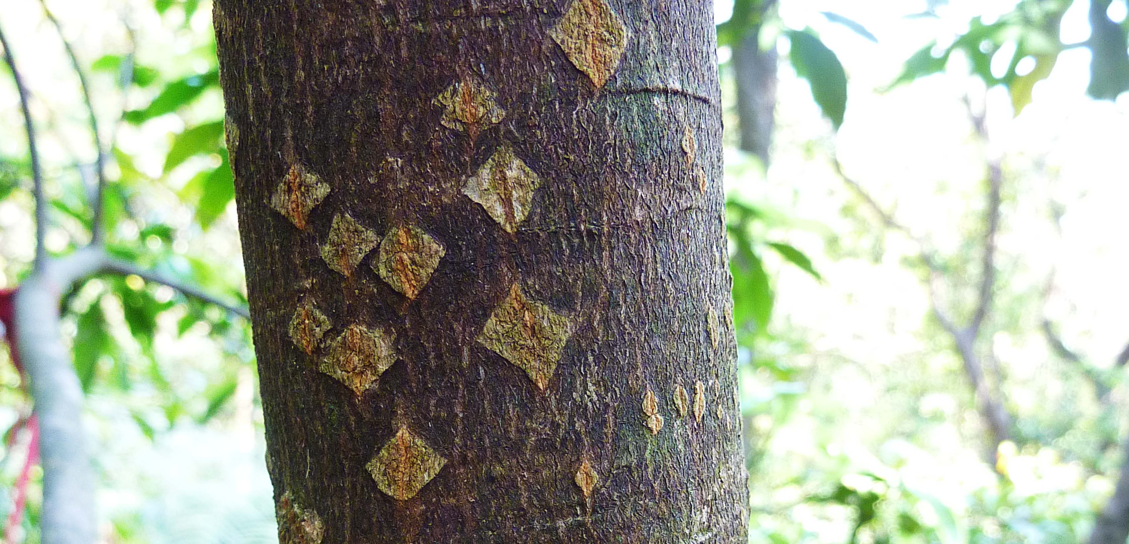 Chinese Gugertree | Swire Properties