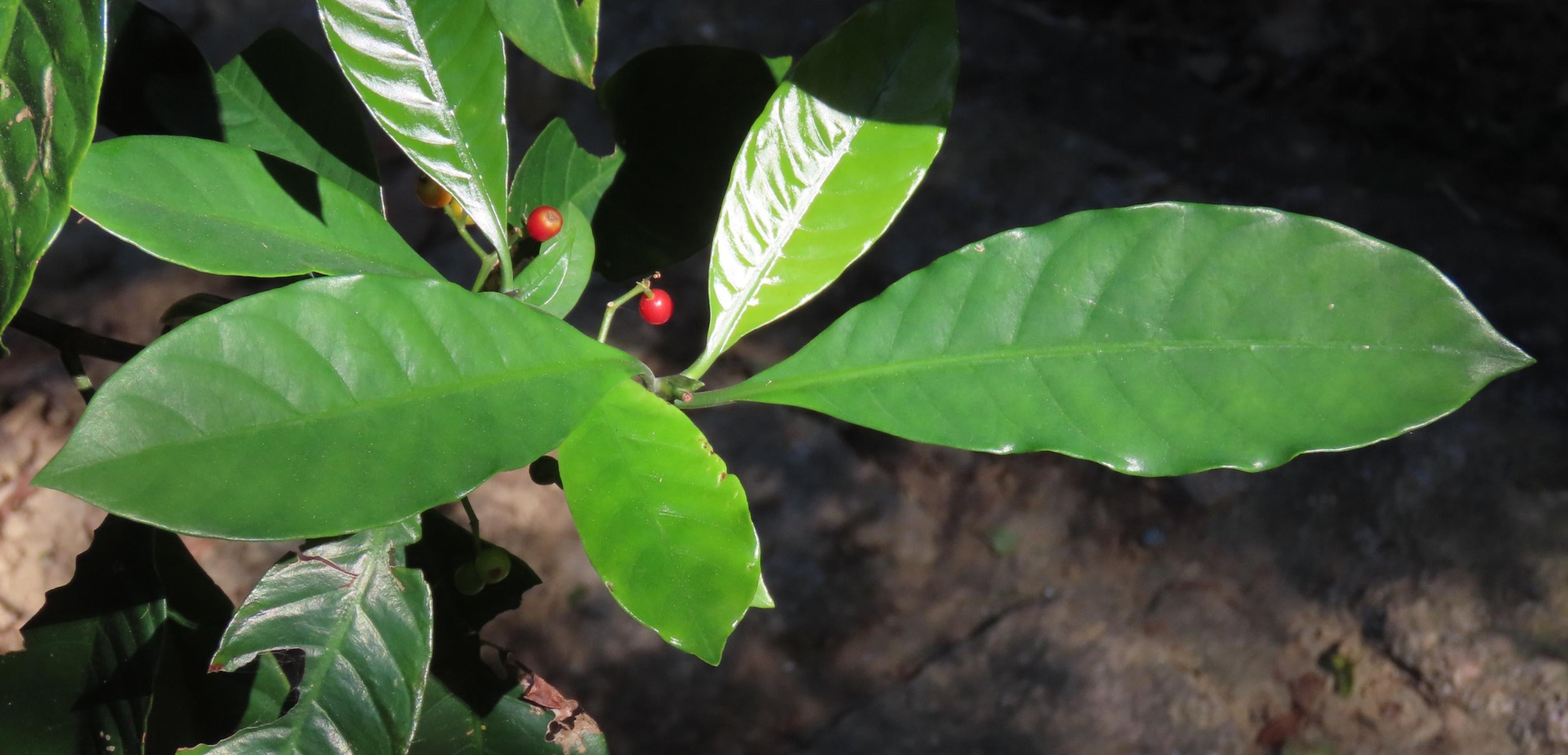Wild Coffee, Red Psychotria | Swire Properties