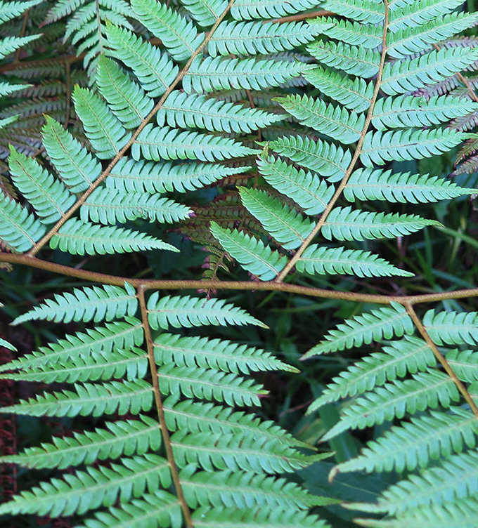 Why Biodiversity Matters | Swire Properties