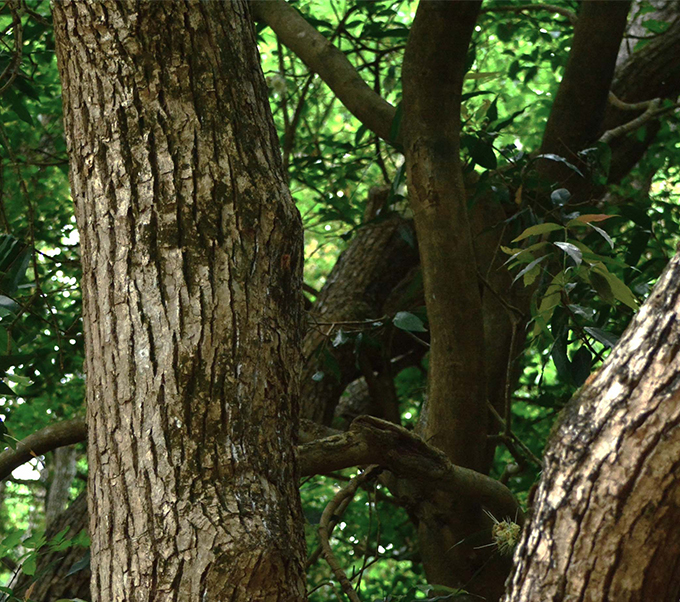 Why Biodiversity Matters | Swire Properties