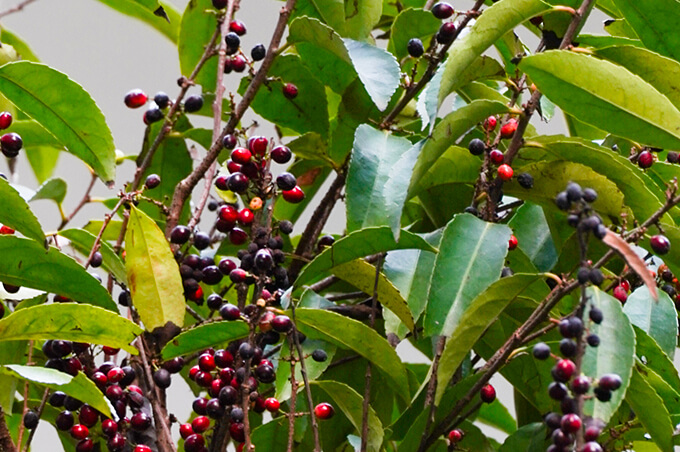 Why Biodiversity Matters | Swire Properties