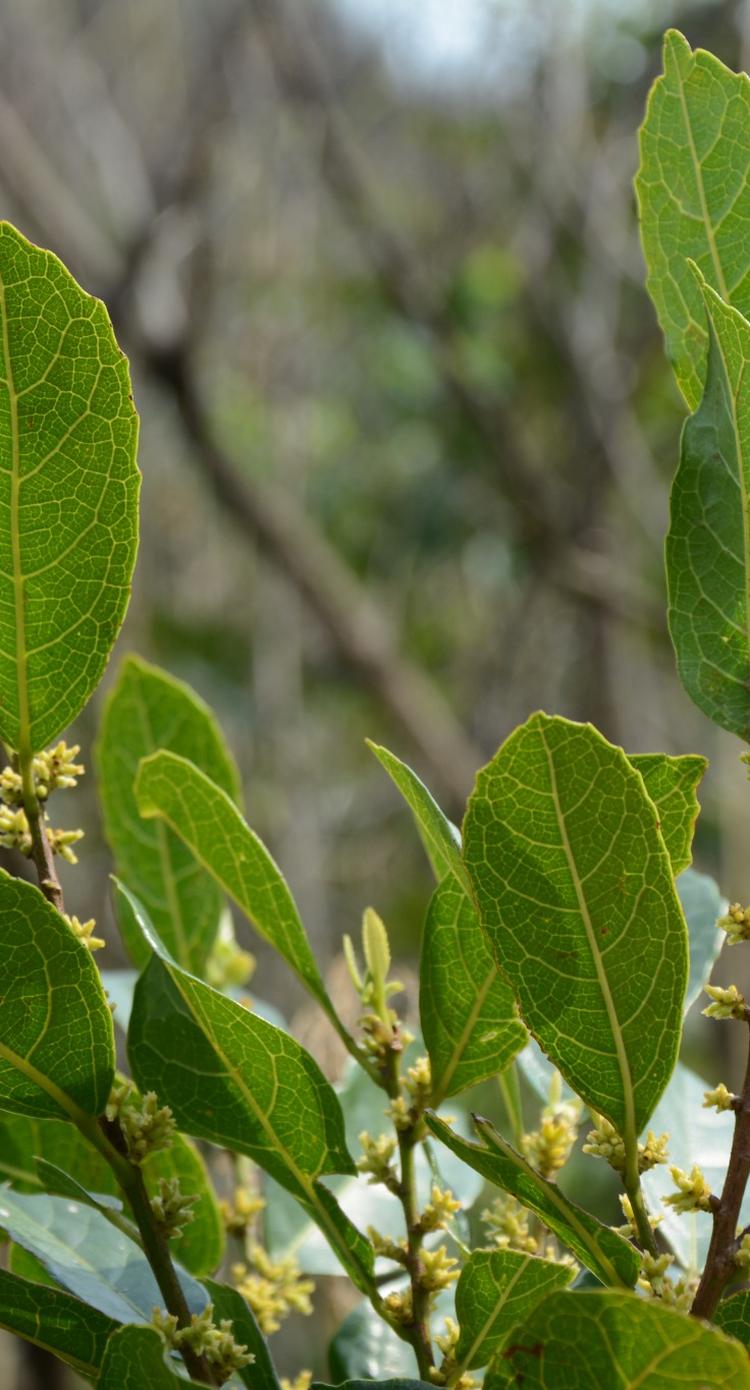 Why Biodiversity Matters | Swire Properties