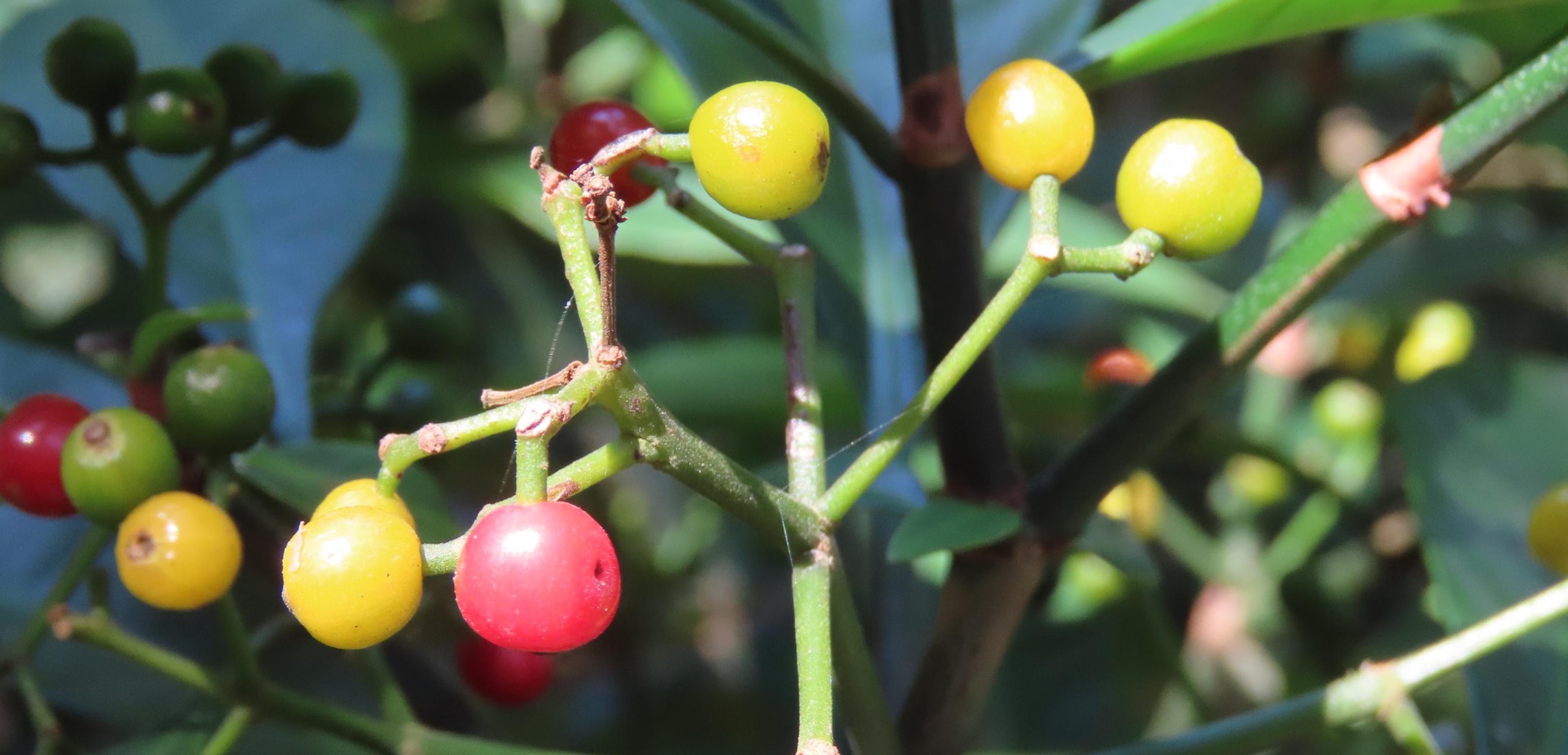 Why Biodiversity Matters | Swire Properties